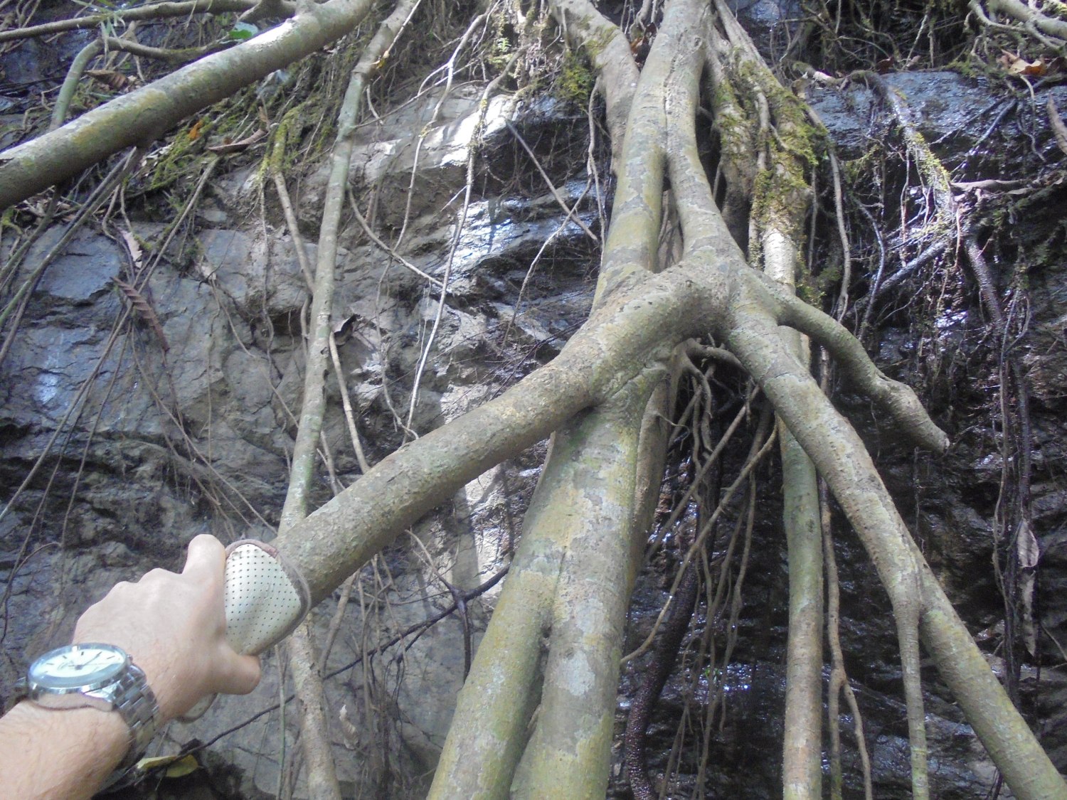 2017 1 2 Rubber tree roots – Just Gilbert